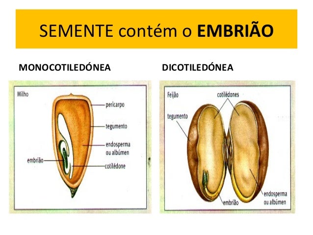 reprodução das plantas.