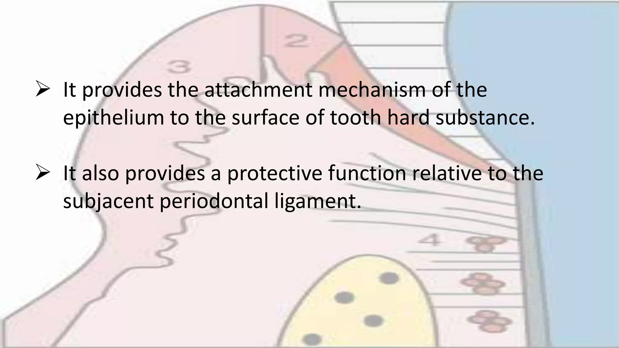 junctional epithelium | PPTX
