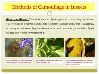 Camouflage in Insects - The Mimic Masters | PPTX