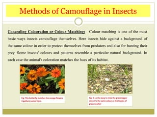 Camouflage in Insects - The Mimic Masters | PPTX