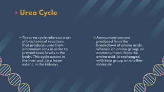 Structures and Functions of Biological Molecules Grade 11 Biology.pptx
