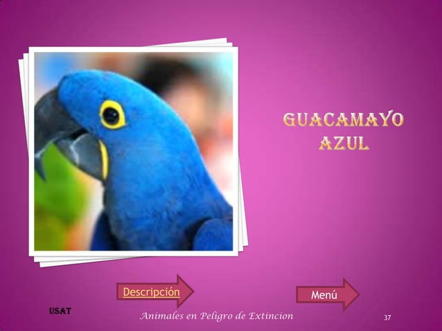 animales en extension