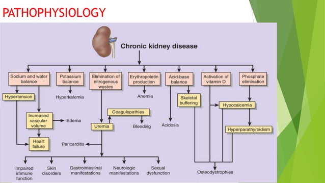 Chronic Kidney Disease (CKD) | PPTX | Heart and Cardiovascular Diseases ...