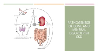 Pediatric Chronic Kidney Diseases.pptx