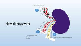 Presentation on Chronic Kidney Disease and its Treatment and ...