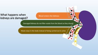 Presentation on Chronic Kidney Disease and its Treatment and ...