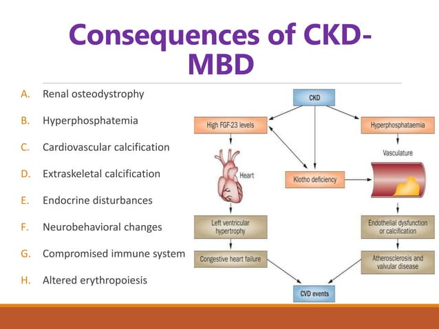 Ckd mbd | PPTX | Bone and Joint Conditions | Diseases and Conditions