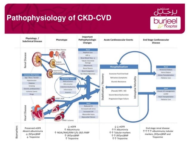 Ckd 2016 100 1