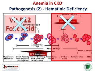 Chronic Kidney Disease (CKD) - At a Glance - Dr. Gawad | PPTX