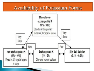 CK Dotaniya = Role of Potassium In Soil and Plant | PPT