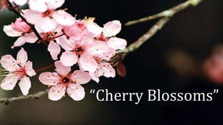Sakura, Sakura "Cherry Blossoms" (Japanese Folk Song) For Grade 8 ...