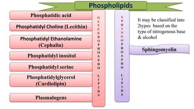 CL- 02: Lipid classification & Simple lipids | PPTX | Chemistry | Science