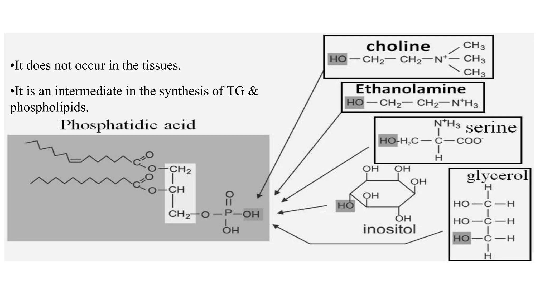 CL- 03: Compound lipids-(Phospholipids) | PPTX