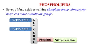 CL- 03: Compound lipids-(Phospholipids) | PPTX