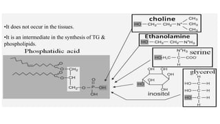 CL- 03: Compound lipids-(Phospholipids) | PPTX