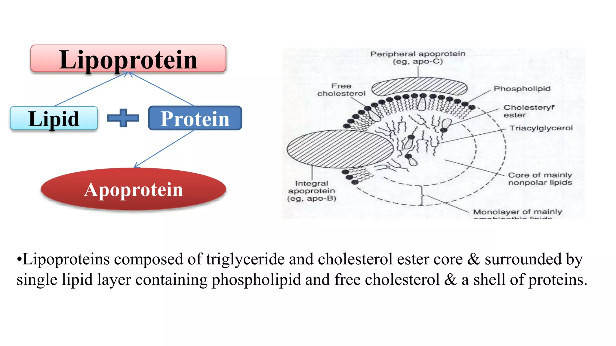 CL-04: Glycolipids & Lipoproteins | PPTX