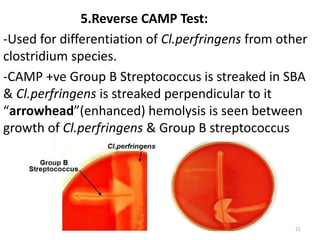 ClOSTRIDIUM perfringens | PPTX