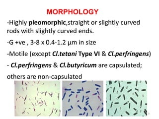 ClOSTRIDIUM perfringens | PPTX