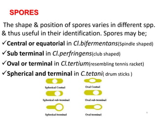 ClOSTRIDIUM perfringens | PPTX