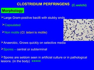 cl.perfringens gas gangrene.pptx pathogenesis | PPTX