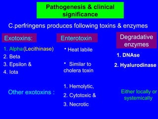 cl.perfringens gas gangrene.pptx pathogenesis | PPTX