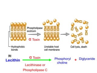 cl.perfringens gas gangrene.pptx pathogenesis | PPTX