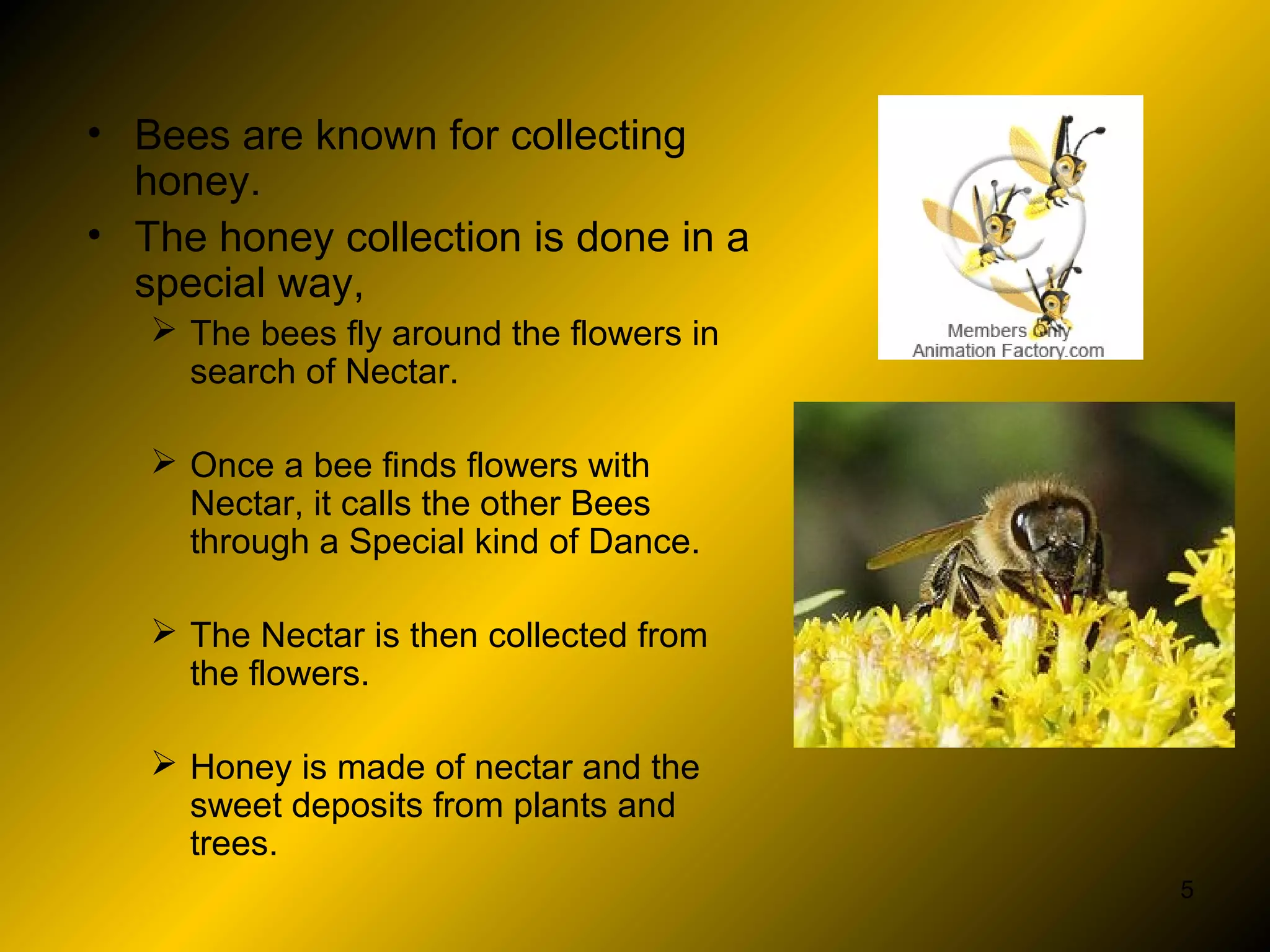 Cl iv-honey-bee-ppt | PPT