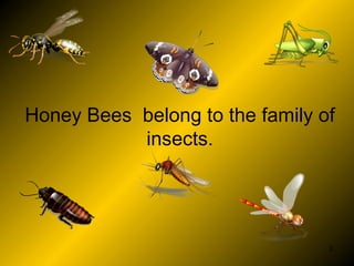 Life Cycle Of Honey Bee Ppt