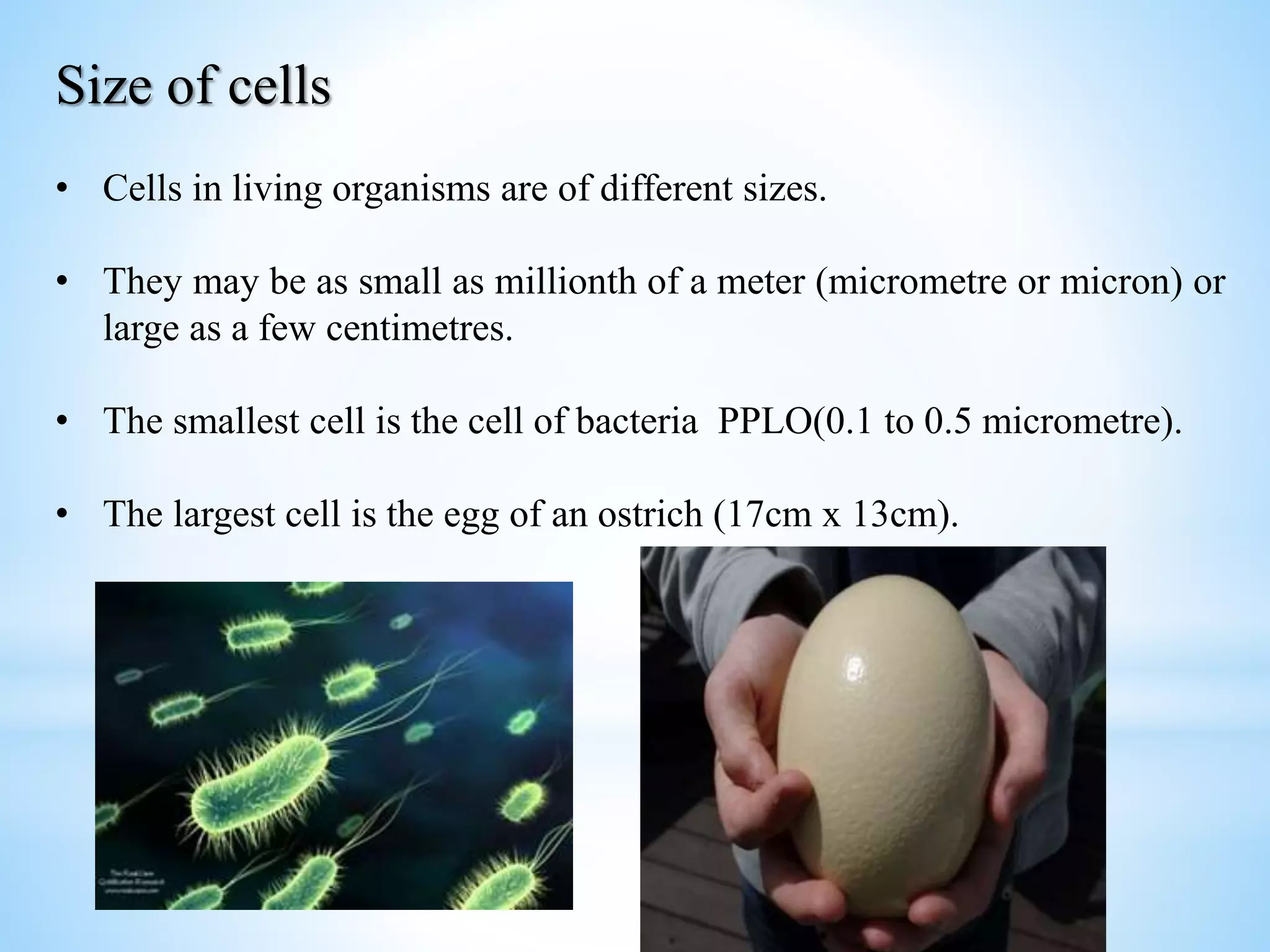Ch 08 - Cell : The unit of Life || Class 11 || | PPTX