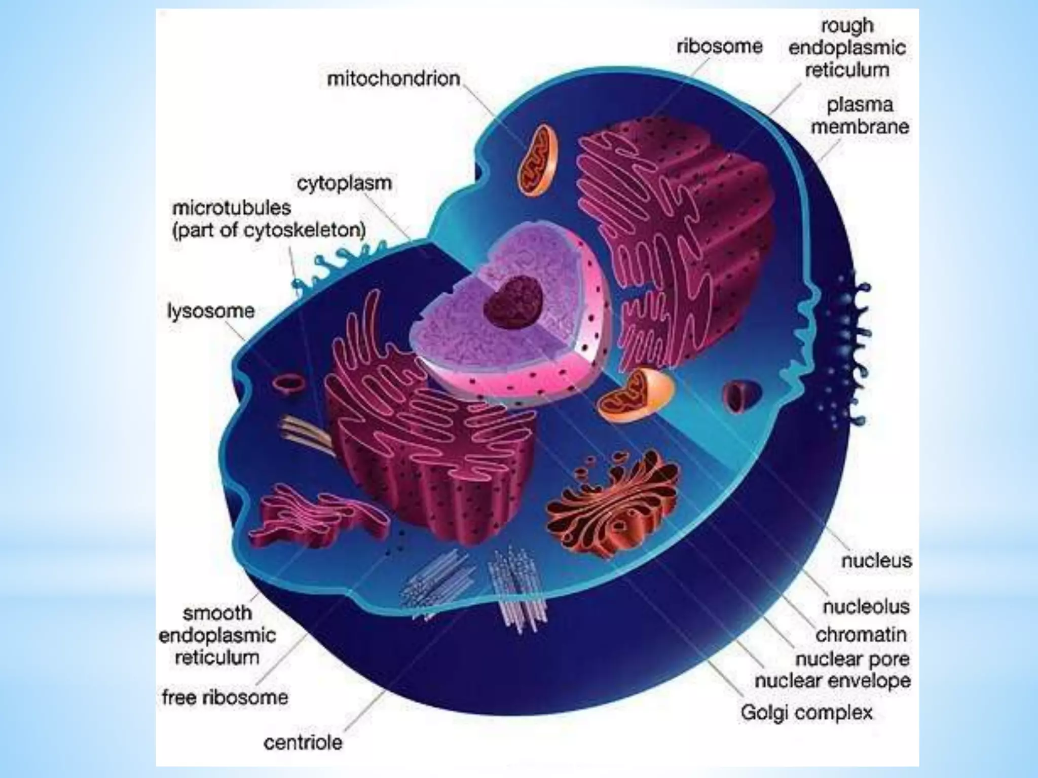 Ch 08 - Cell : The unit of Life || Class 11 || | PPTX
