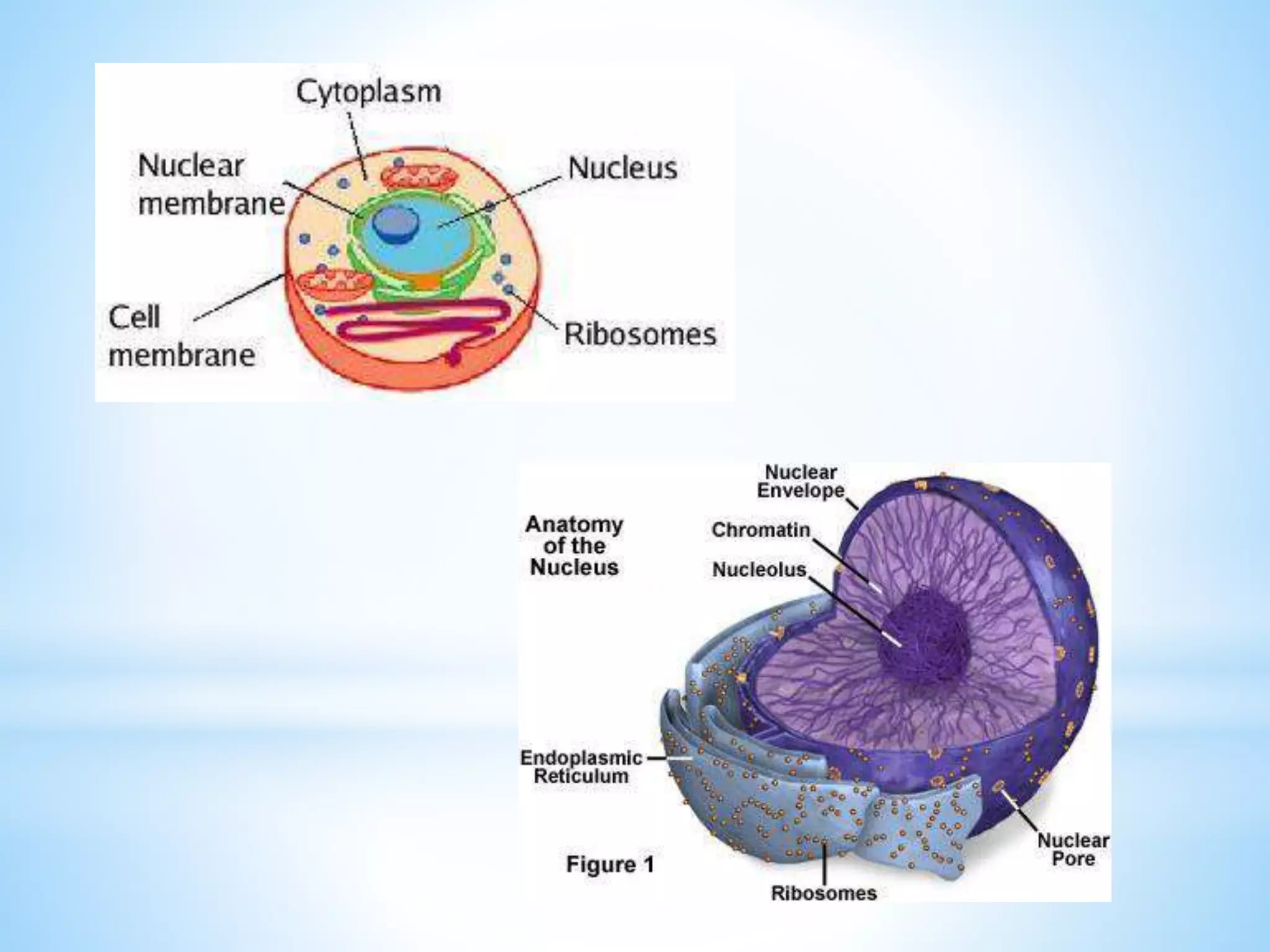 Ch 08 - Cell : The unit of Life || Class 11 || | PPTX