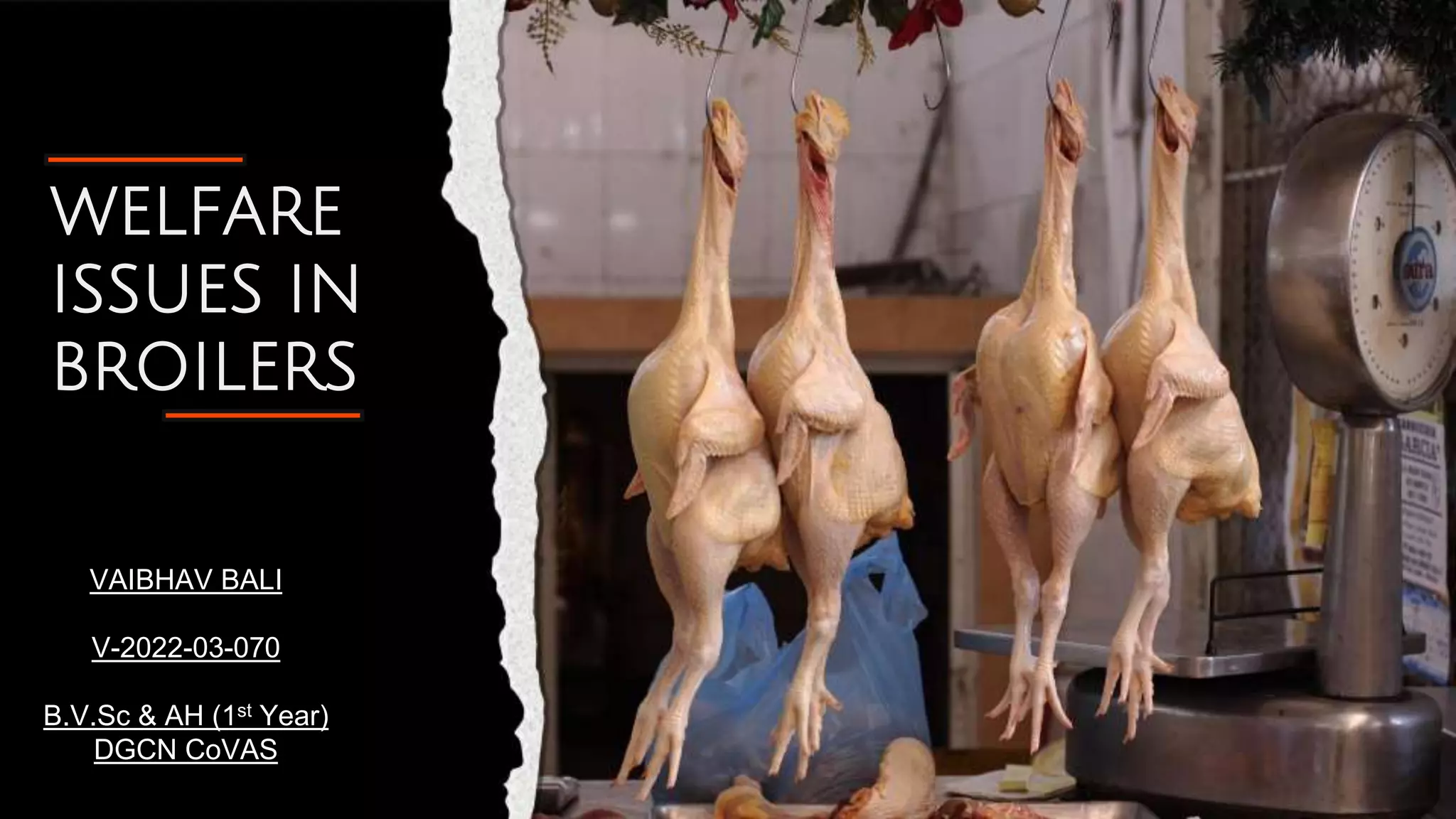 Welfare Issues in Broiler Chickens By Vaibhav Bali.pptx