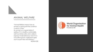 Welfare Issues in Broiler Chickens By Vaibhav Bali.pptx