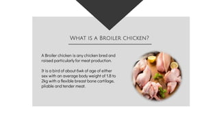 Welfare Issues in Broiler Chickens By Vaibhav Bali.pptx