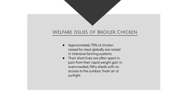 Welfare Issues in Broiler Chickens By Vaibhav Bali.pptx