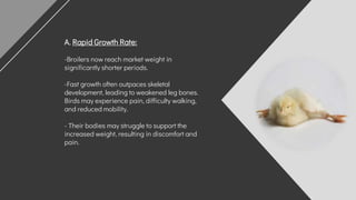 Welfare Issues in Broiler Chickens By Vaibhav Bali.pptx