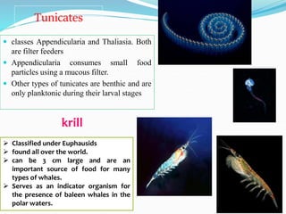 Claasification of zooplankton and Benthos | PPTX