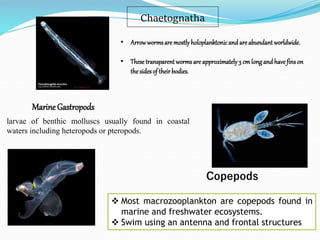 Freshwater Benthic Organisms