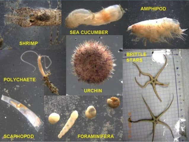 Claasification of zooplankton and Benthos