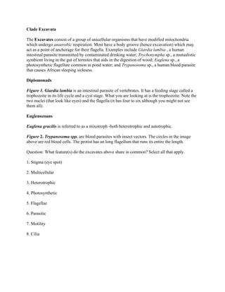 Clade Excavata The Excavates consist of a group of unicellular organis.pdf
