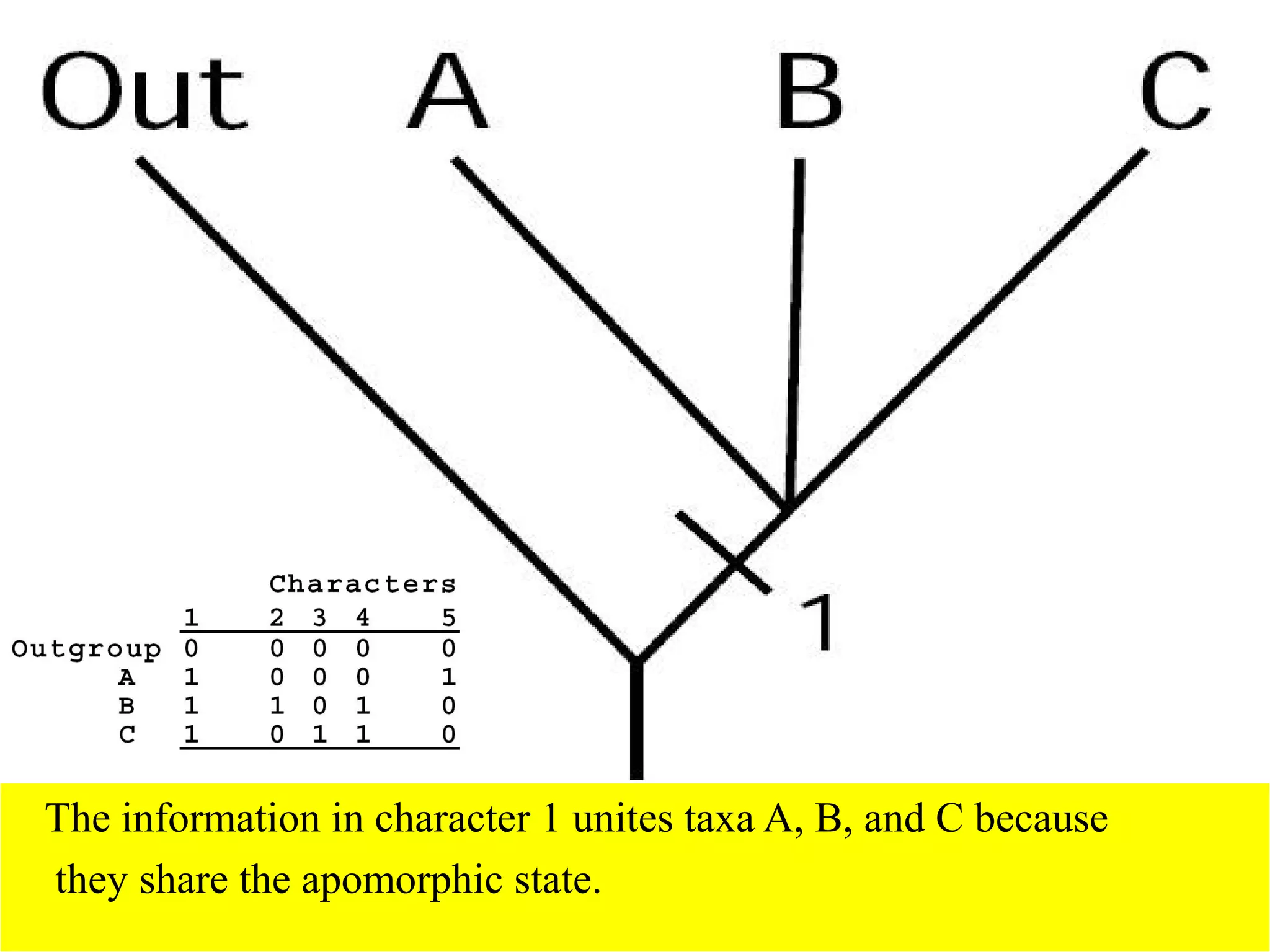 Cladistic analysis (Phylogenetics) | PPT