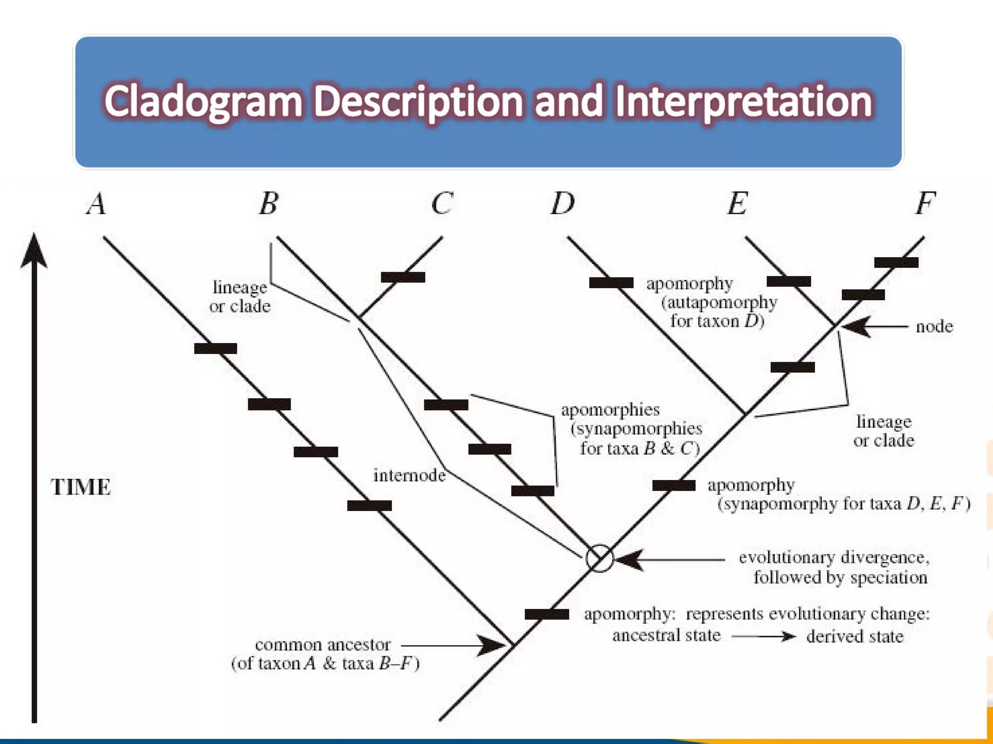 Cladistic analysis (Phylogenetics) | PPT Cladistic analysis (Phylogenetics) | PPT