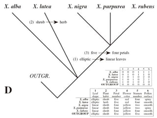 Cladistic analysis (Phylogenetics) | PPT