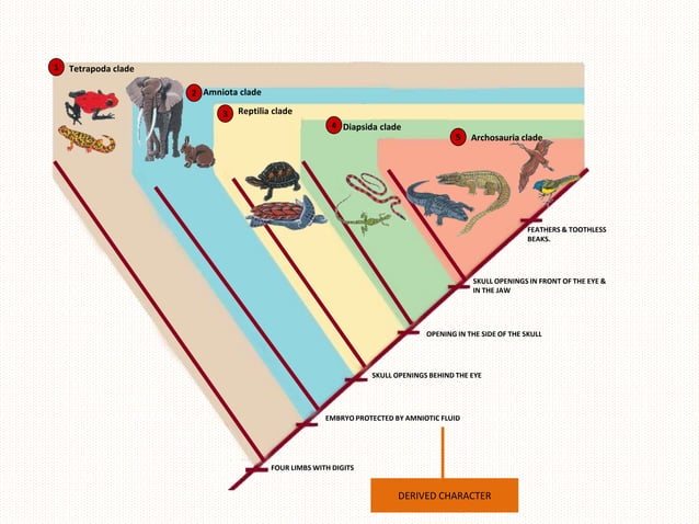 Cladistics - Systematics | PPT