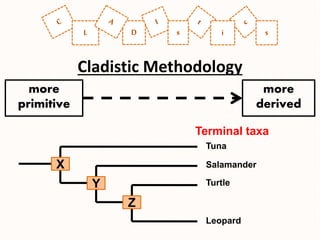 Cladistics Chart