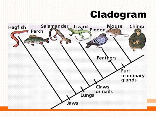 Cladistics - Systematics | PPT