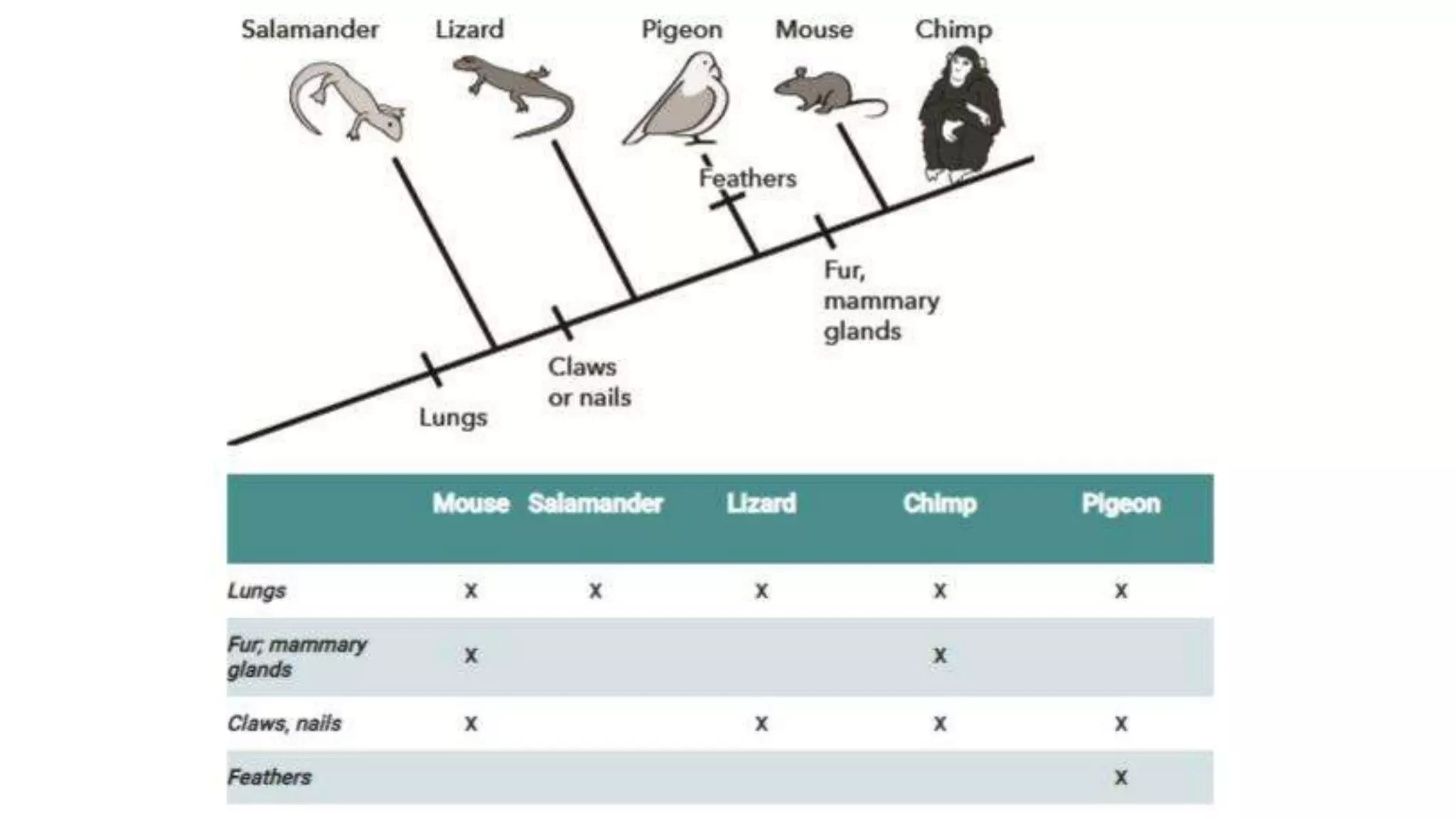 Cladistics | PPTX
