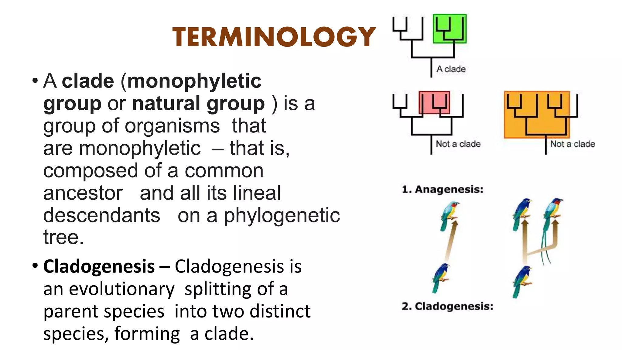 Cladistics | PPTX