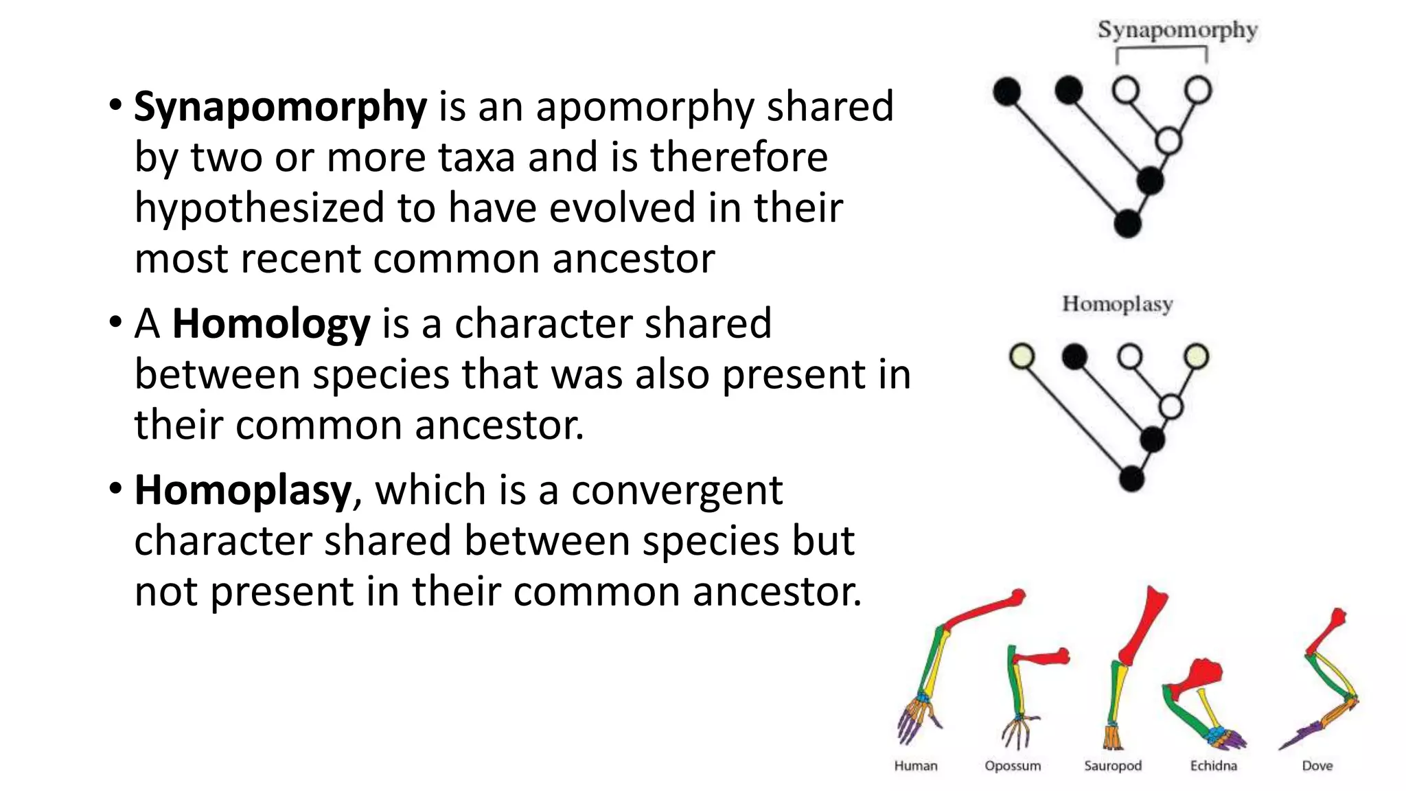 Cladistics | PPTX