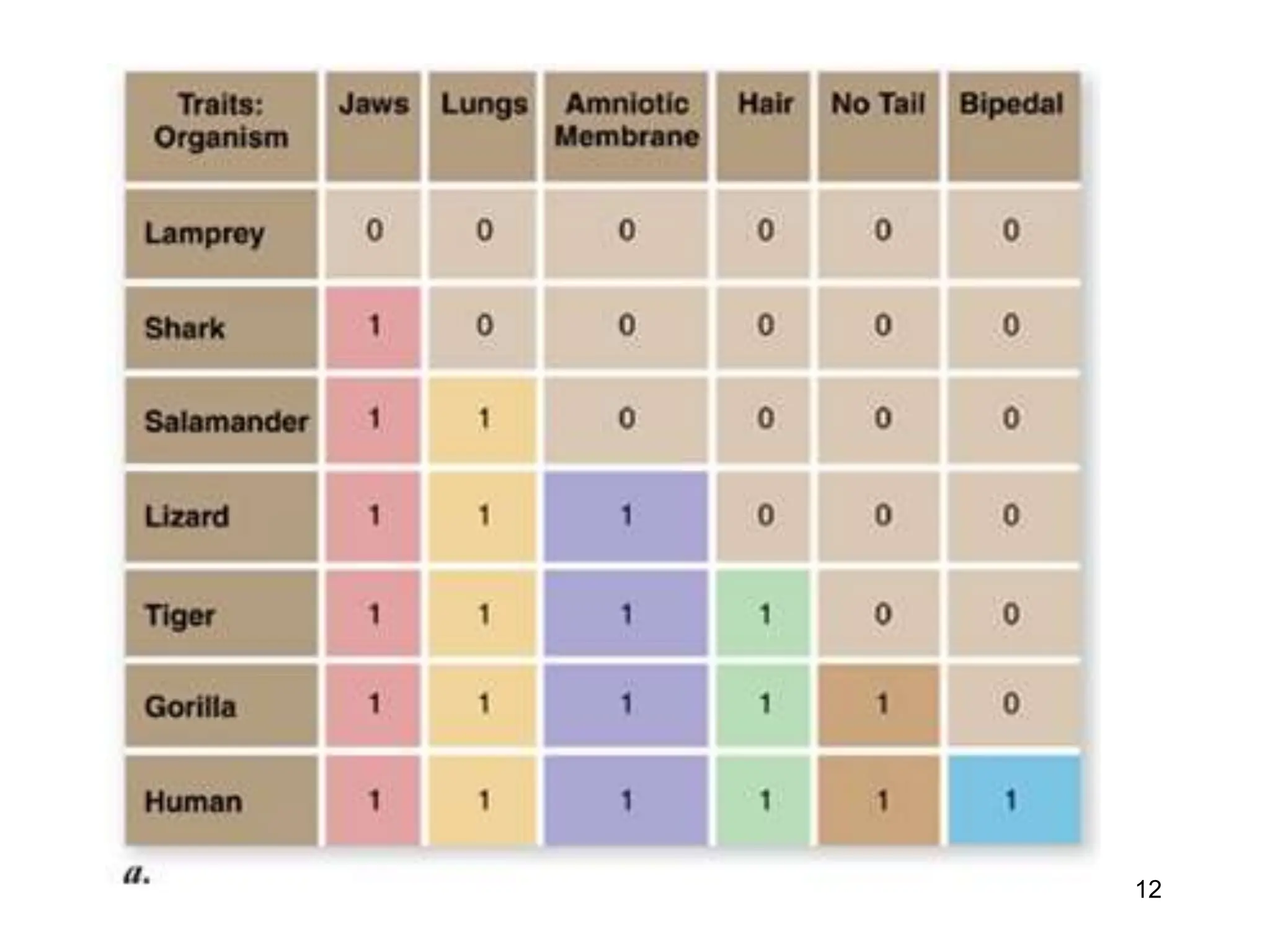 Cladistics in taxonomy.ggggggggddccc@%12367>ppt | PPT